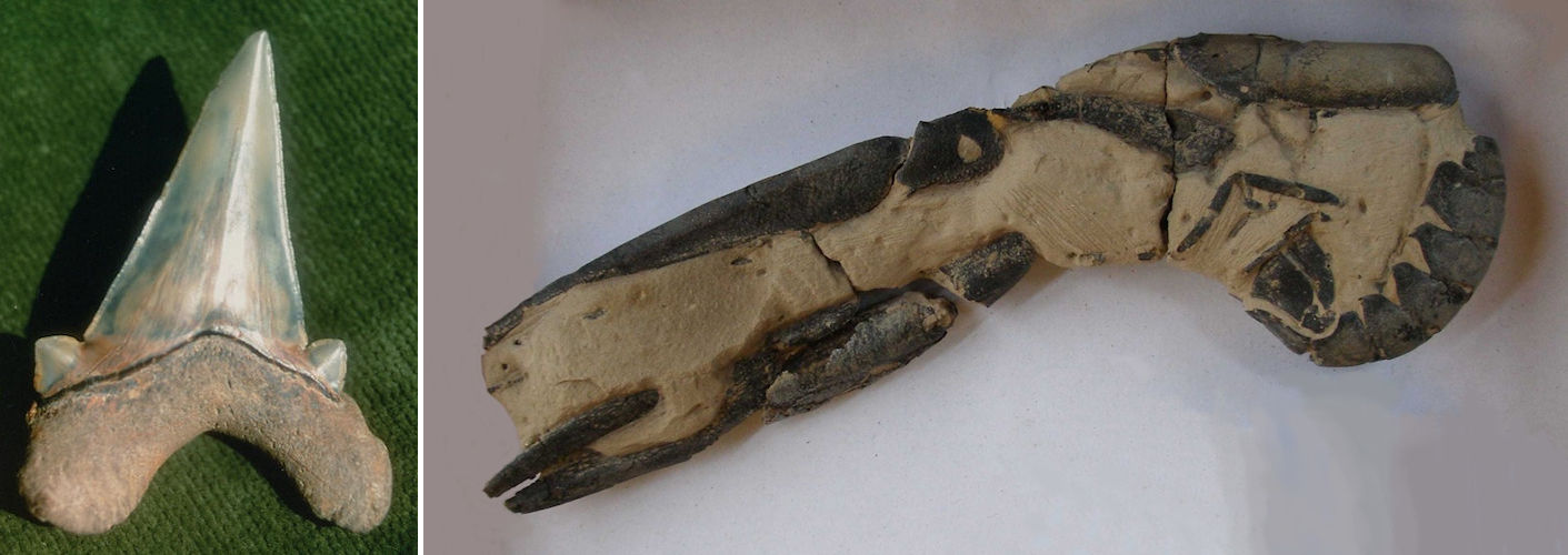 London Clay & Bagshot Sand – GeoEssex